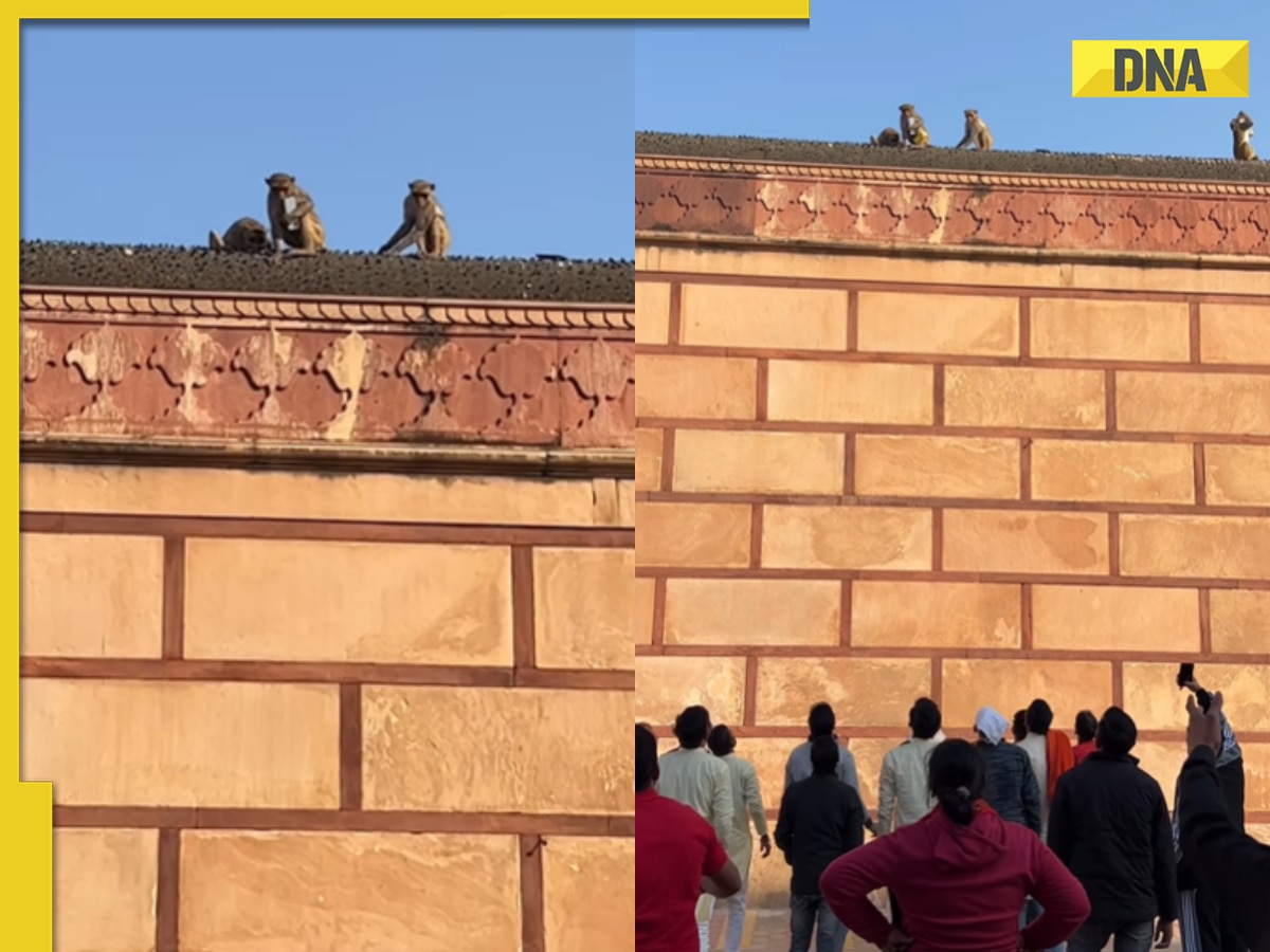 Vrindavan: Monkey steals man's iPhone in temple, what happened next ...