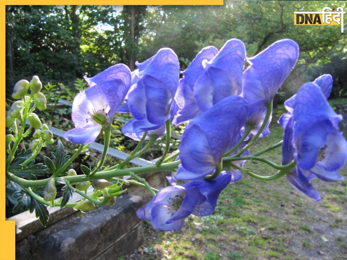 वत्सनाभ का पौधा जहरीला तो है पर उतार देता है कई बीमारियों का जहर, जानें ...