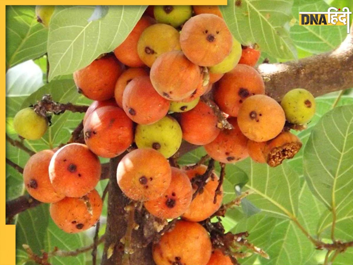 Gular Benefits: बवासीर, डायरिया समेत इन बीमारियों से छुटकारा दिलाता है ...