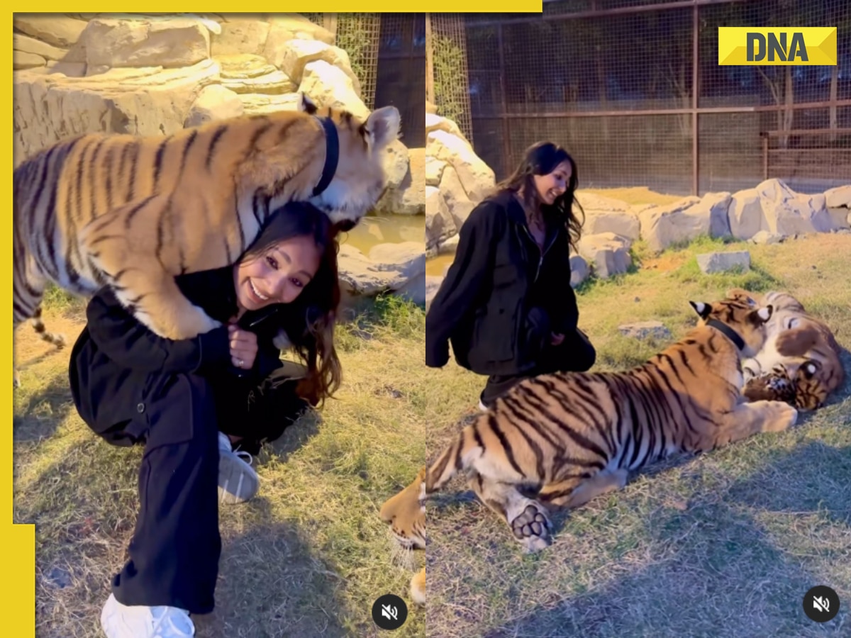 Brave or foolish? Viral video captures woman playing with tigers sparks internet debate