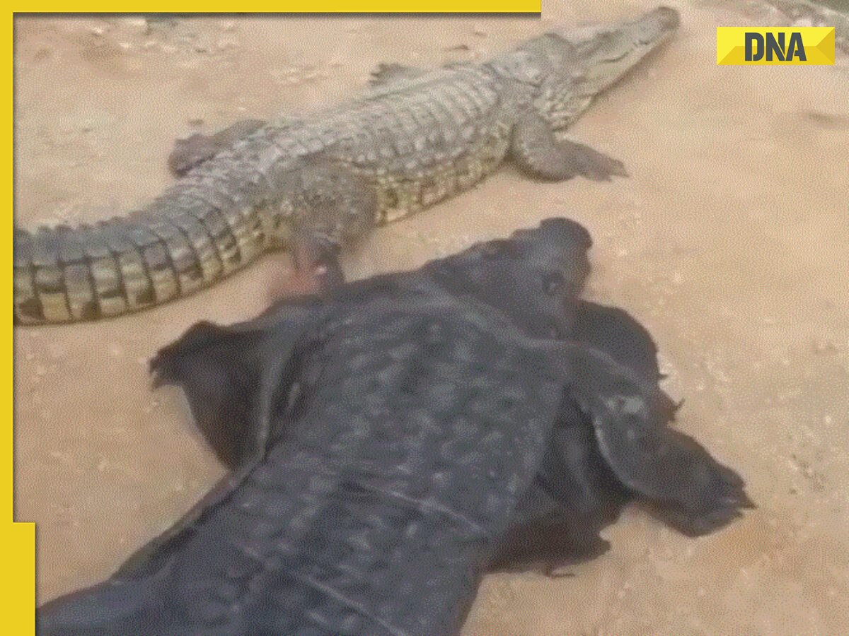 Viral video: Man in crocodile costume touches reptile's leg, internet ...