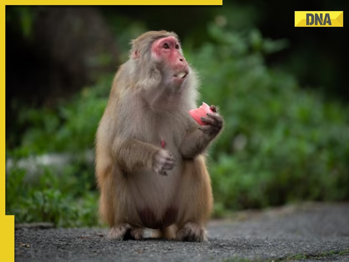 Monkey fever kills 2 in Karnataka: Know causes, symptoms and preventive ...