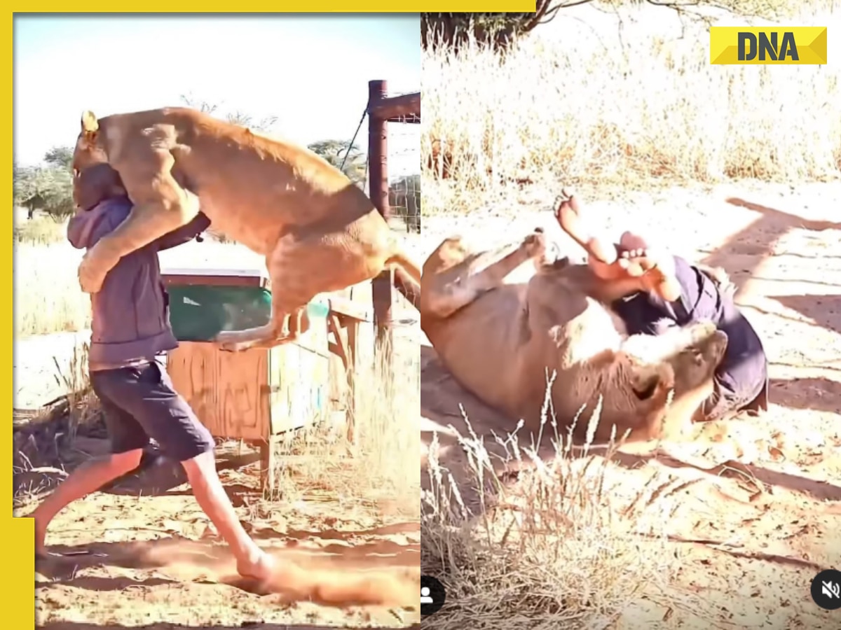 Lioness jumps and cuddles with man in viral video, internet reacts