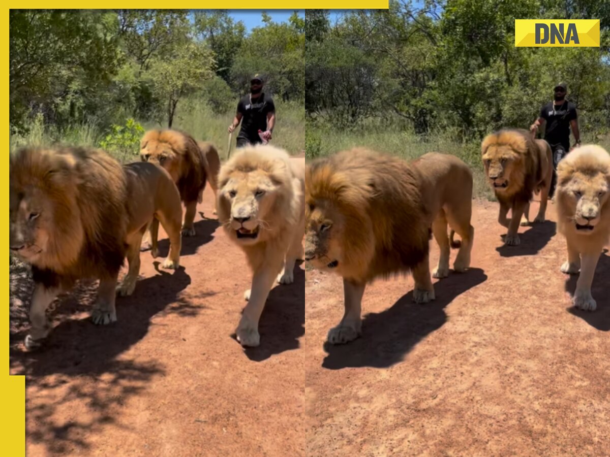 Brave or foolhardy? Viral video shows man casually walking with three ...