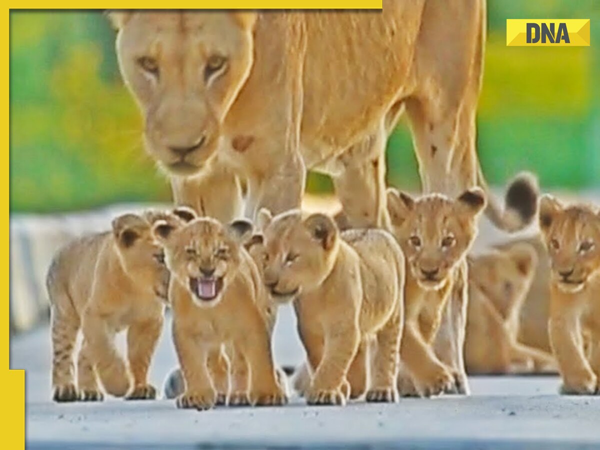 Viral video: Tiny lion cubs lead mommy across bridge, internet calls it 'too cute'