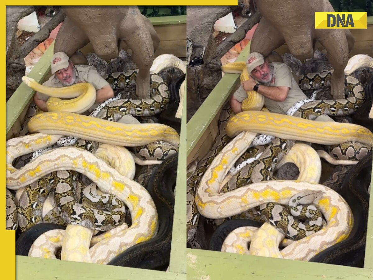 Viral video: Zookeeper dares to sit amongst boxful of massive pythons ...