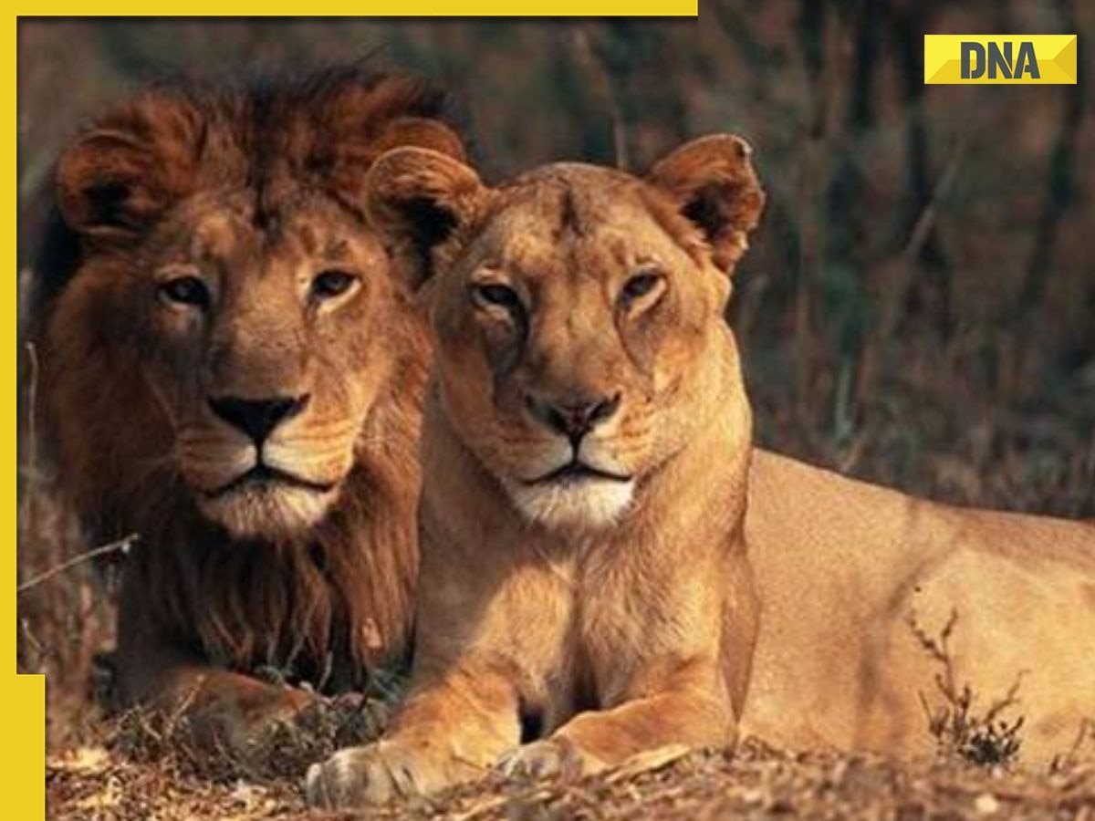 VHP moves court after lioness 'Sita' is housed with lion 'Akbar' at ...