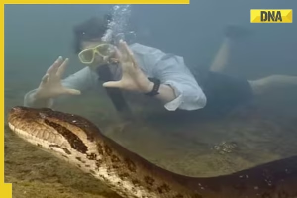Watch viral video: World's biggest snake discovered in Amazon ...