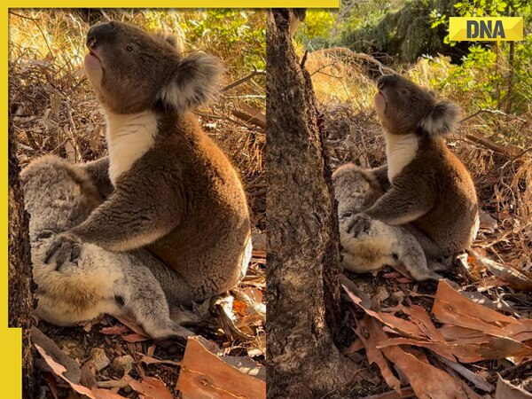 Koala embraces lifeless body of its mate, viral video leaves internet ...