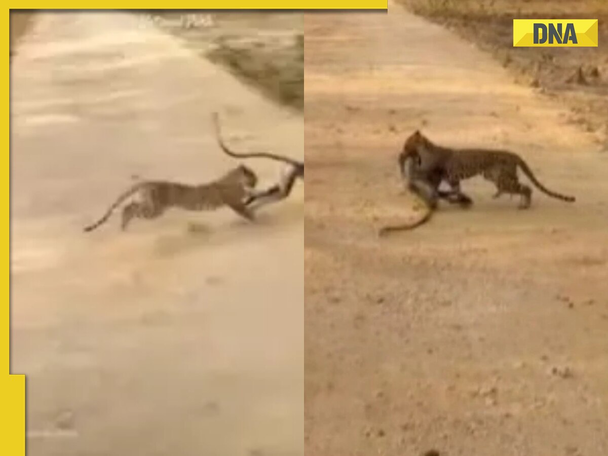 Leopard hunts Monkey in Sariska Tiger Reserve, video goes viral