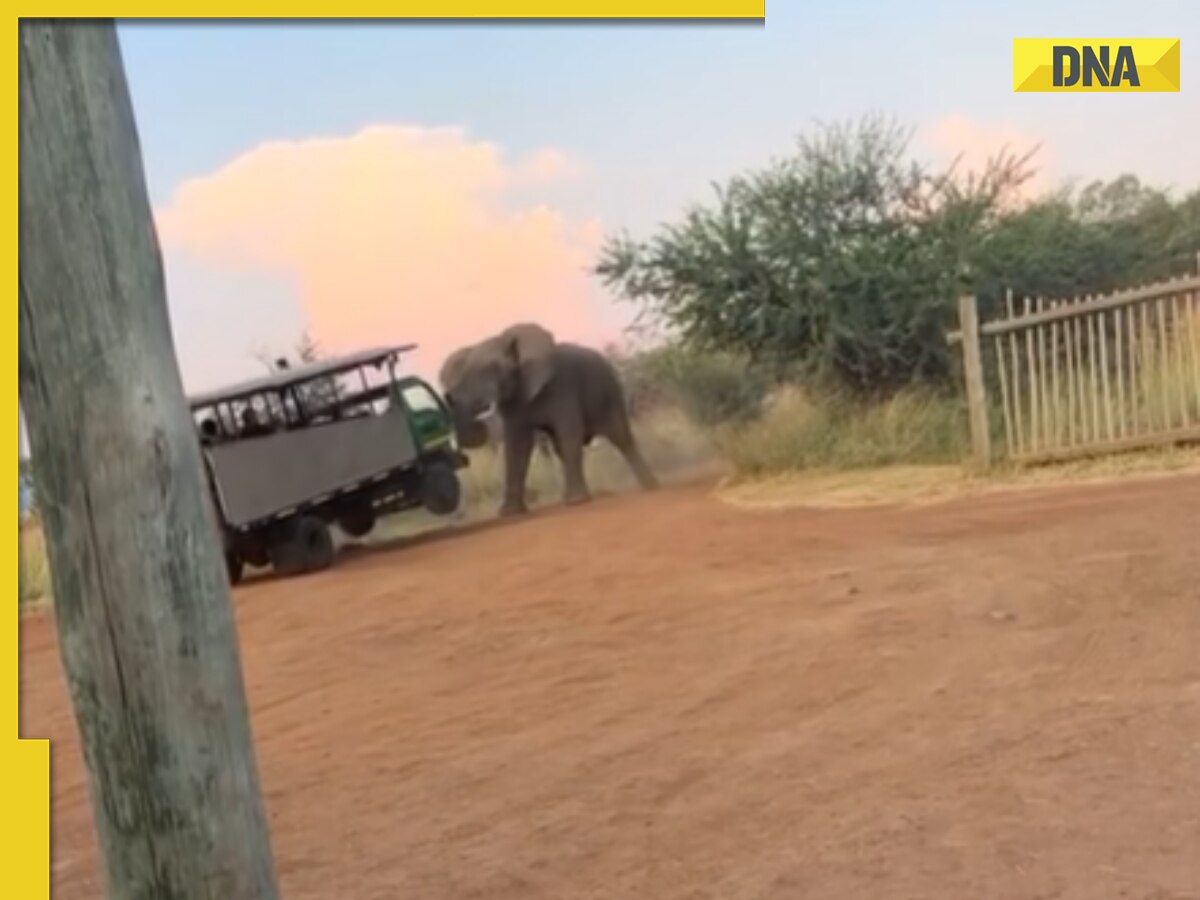 Elephant nearly tips over safari vehicle packed with tourists in viral ...