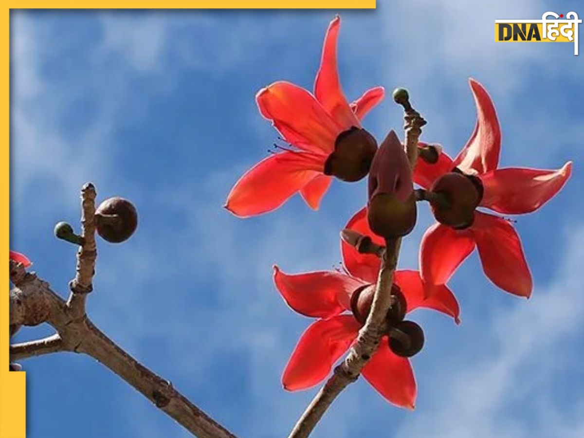 Semal Flower Benefits: औषधीय गुणों से भरपूर है ये लाल रंग का फूल ...
