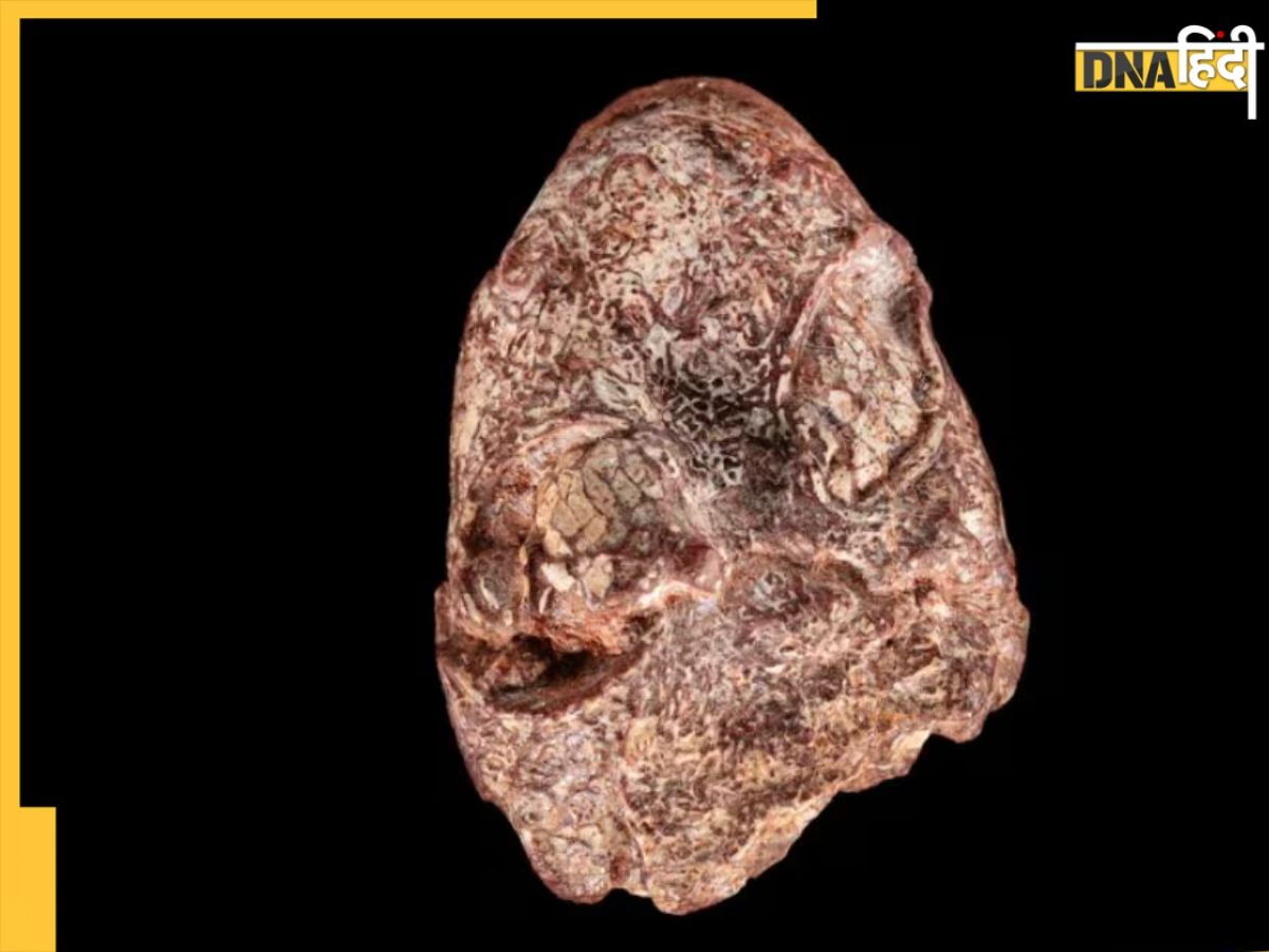 मिली करोड़ों साल पुरानी खोपड़ी, तब वजूद में भी नहीं थे इंसान, सुलझ सकते ...