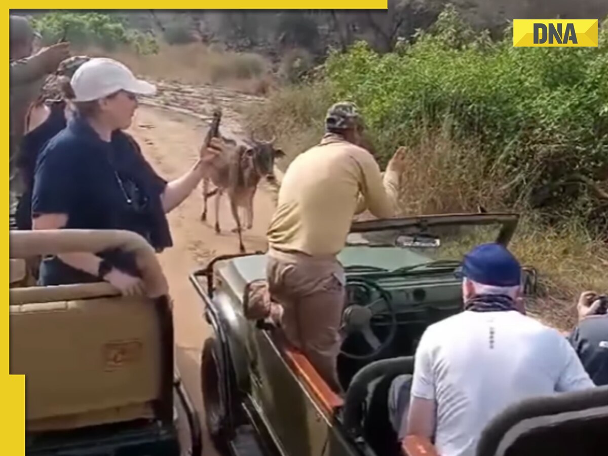 Tiger's unexpected attack on cow stuns tourists at Ranthambore national ...