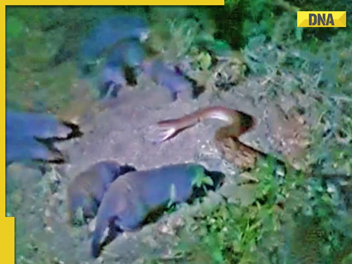 Viral video: Python escapes unscathed after fierce assault by ...