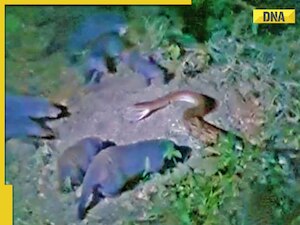 Viral video: Python escapes unscathed after fierce assault by ...