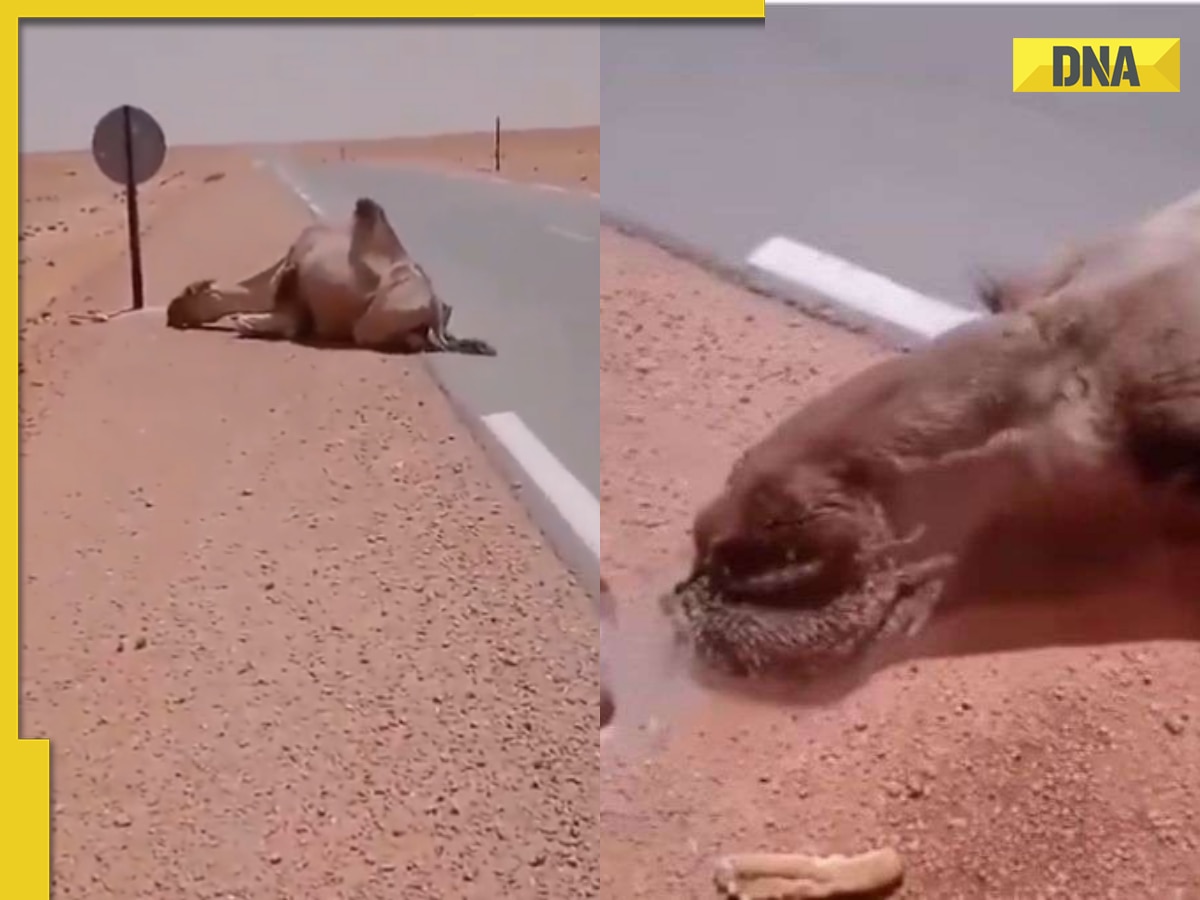Man offers water to thirsty camel in scorching desert, viral video wins ...