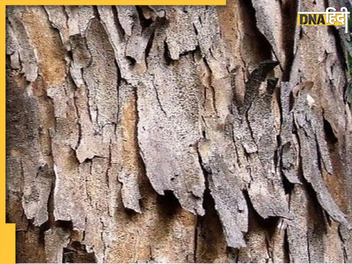 Arjun bark Benefits: इन बीमारियों में औषधि के रूप में काम करती है ...
