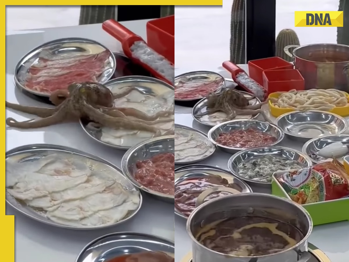 Octopus crawls across dining table in viral video, internet is shocked