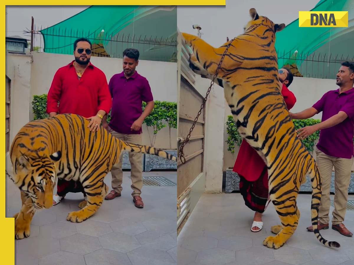 Viral video: Man's close encounter with chained tiger sparks outrage on ...