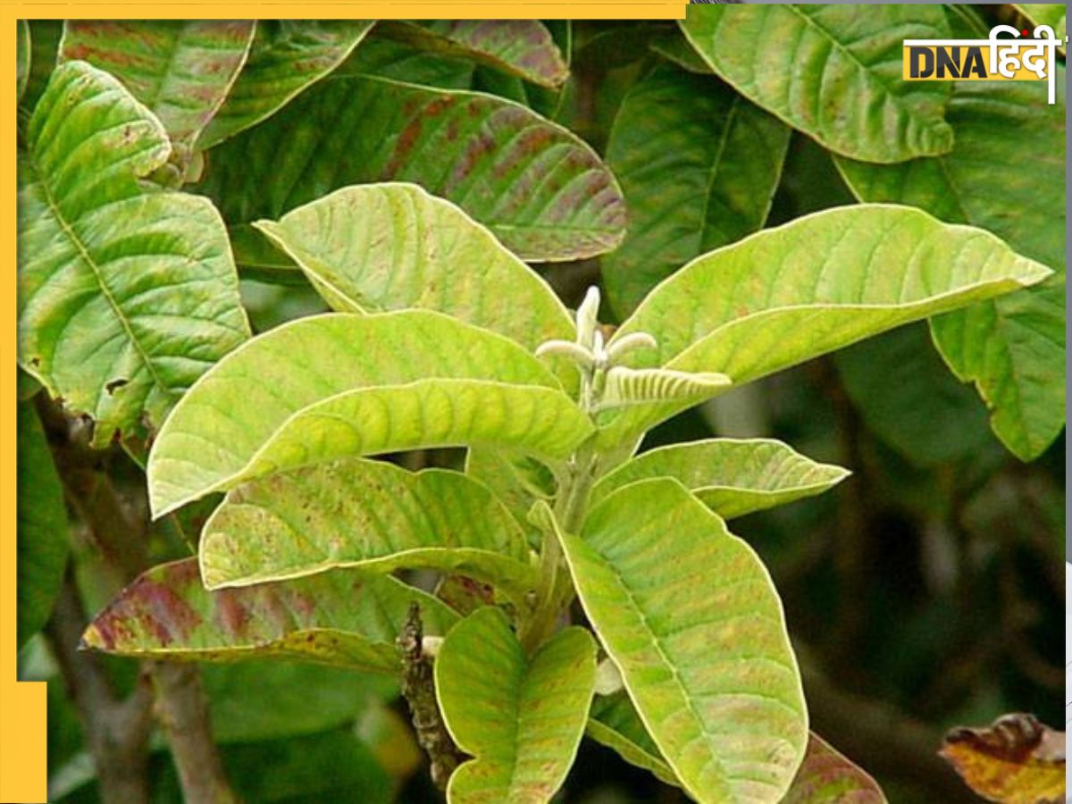 Ayurvedic Leaves: ये हरी पत्तियां कोलेस्ट्रॉल और यूरिक एसिड को शरीर में ...