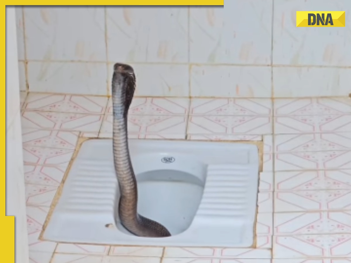 Viral video: Giant king cobra emerges from toilet, internet is petrified