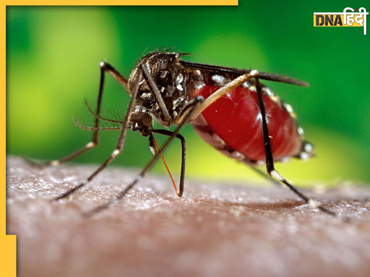 Dengue Signs And Symptoms: बुखार के ये 5 लक्षण देते हैं डेंगू का संकेत ...