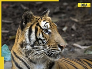 world's smallest tiger