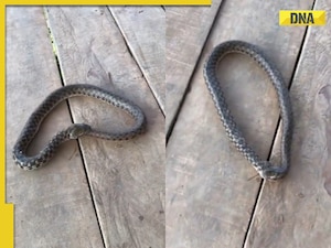 snake eats itself