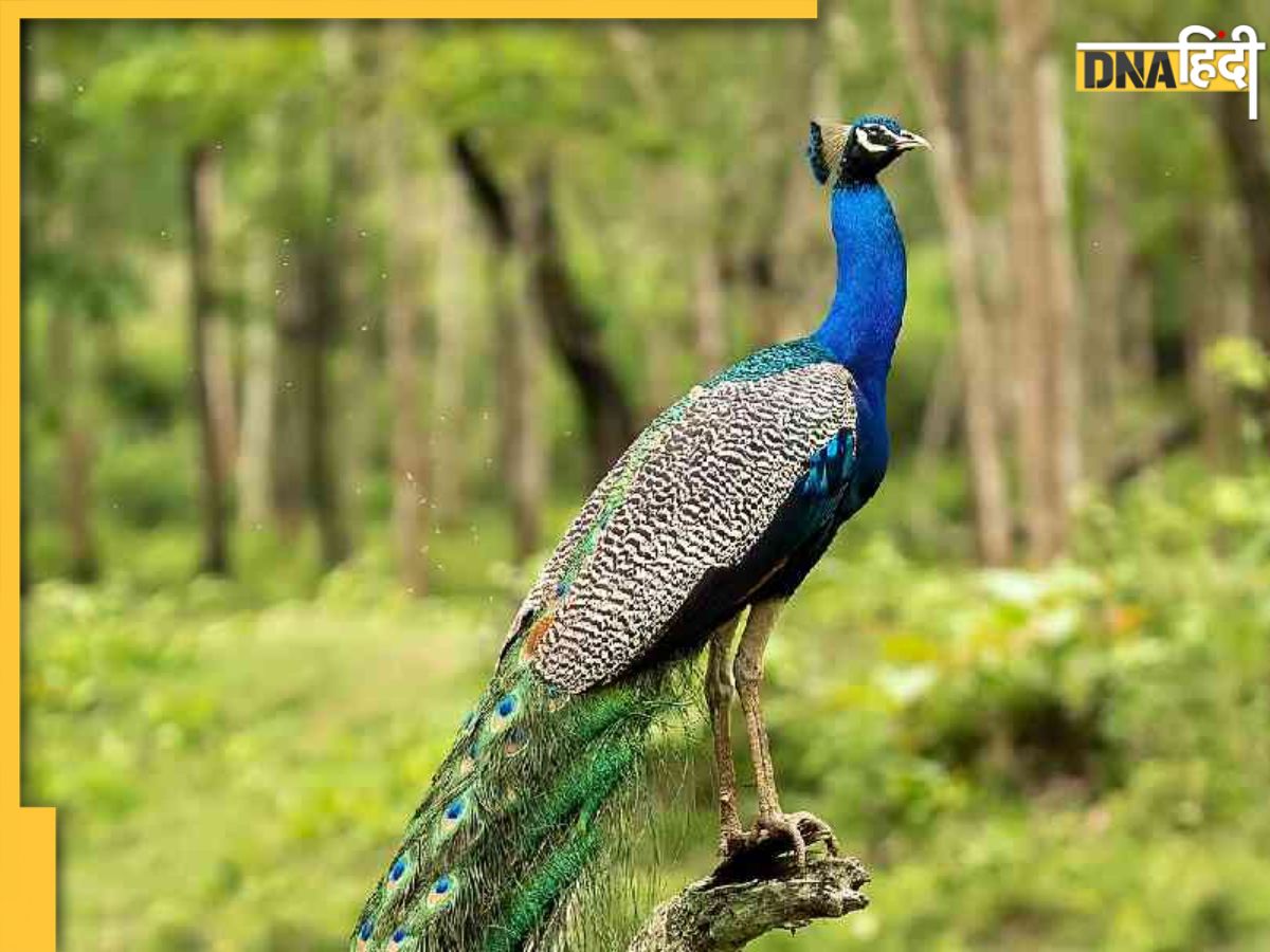 बागेश्वर में 6500 फीट की ऊंचाई पर दिखाई दिया Peacock, एक्सपर्ट्स क्यों ...