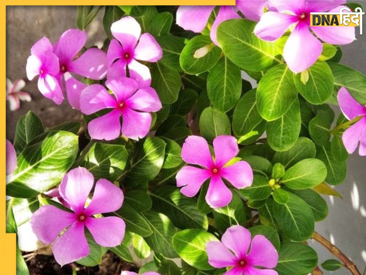 डायबिटीज, ब्लड प्रेशर कंट्रोल से लेकर इम्यूनिटी बूस्ट में रामबाण हैं ...