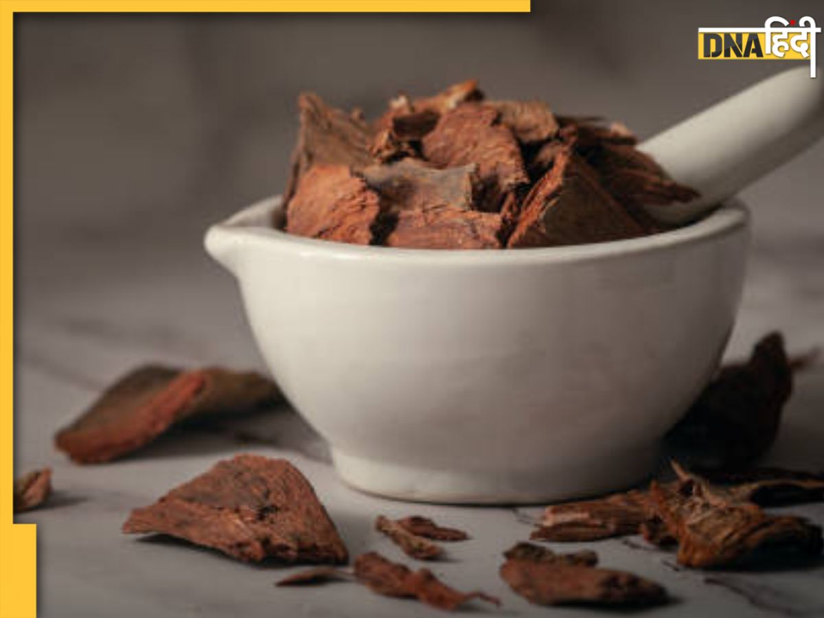 BP और Sugar का रामबाण इलाज है इस पेड़ की छाल, ये गंभीर बीमारियां भी रहेंगी दूर