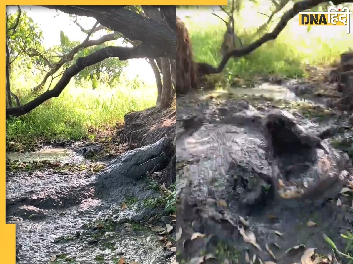 Viral: कीचड़ में छुपकर बैठा था पानी का दानव, पास पहुंचते ही किया हमला ...