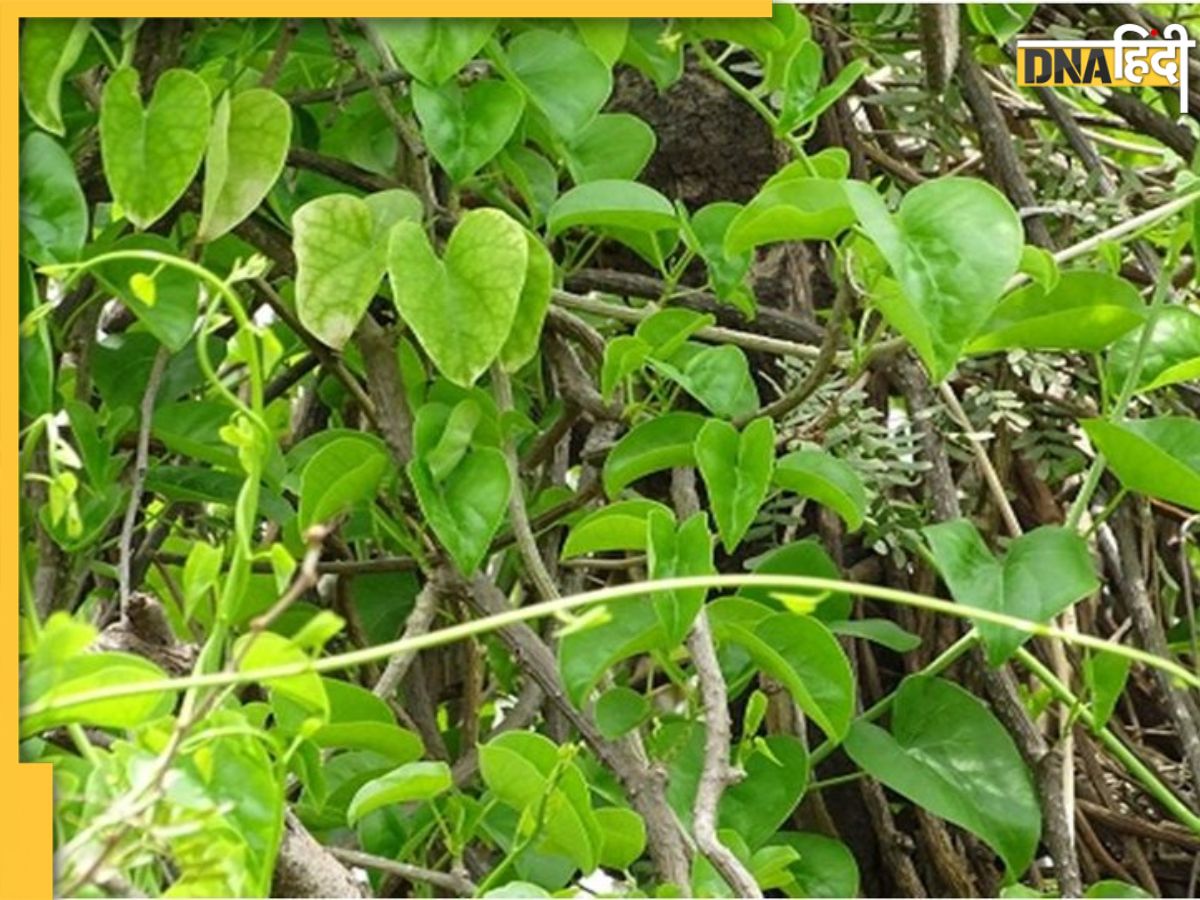 Uric Acid और Diabetes का काल है ये साधारण जड़ी-बूटी, इन 2 तरीकों से ...