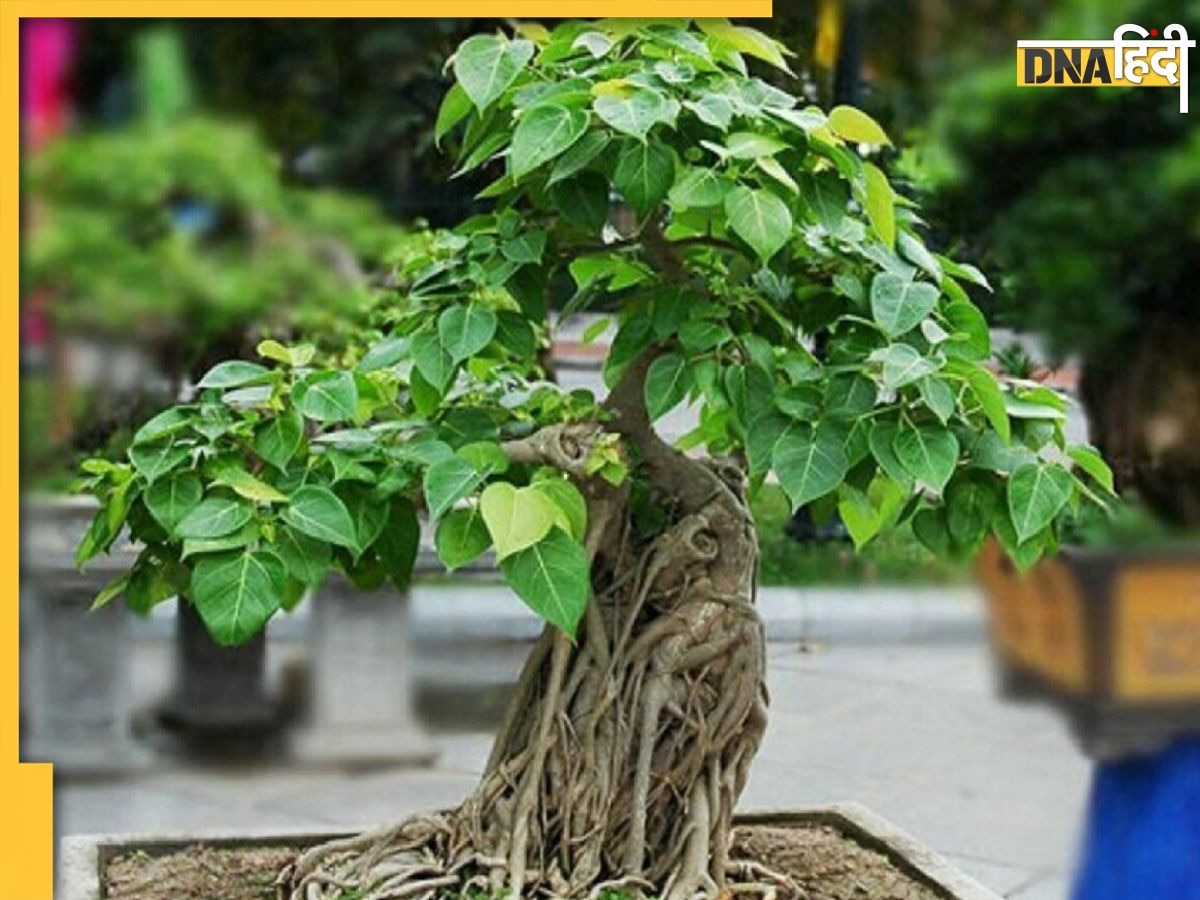 Vastu Rules of Peepal Tree: घर में पीपल का पेड़ उगने पर करें ये काम ...