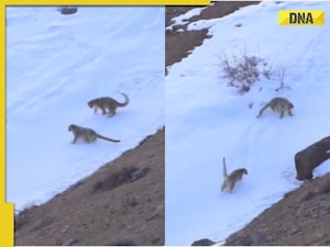 Viral video: IAS officer shares rare sight of snow Leopards playing ...