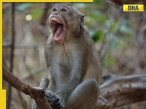 SHOCKING: Class 10 student dies after being pushed by monkey from rooftop