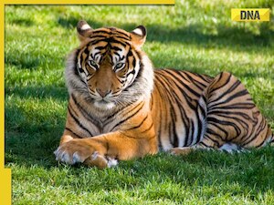 China zoo promotes tiger urine to treat rheumatoid arthritis, sells it ...