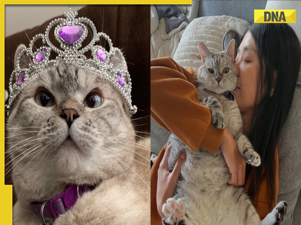 Meet world's richest cat, has more than 4 million Instagram followers ...