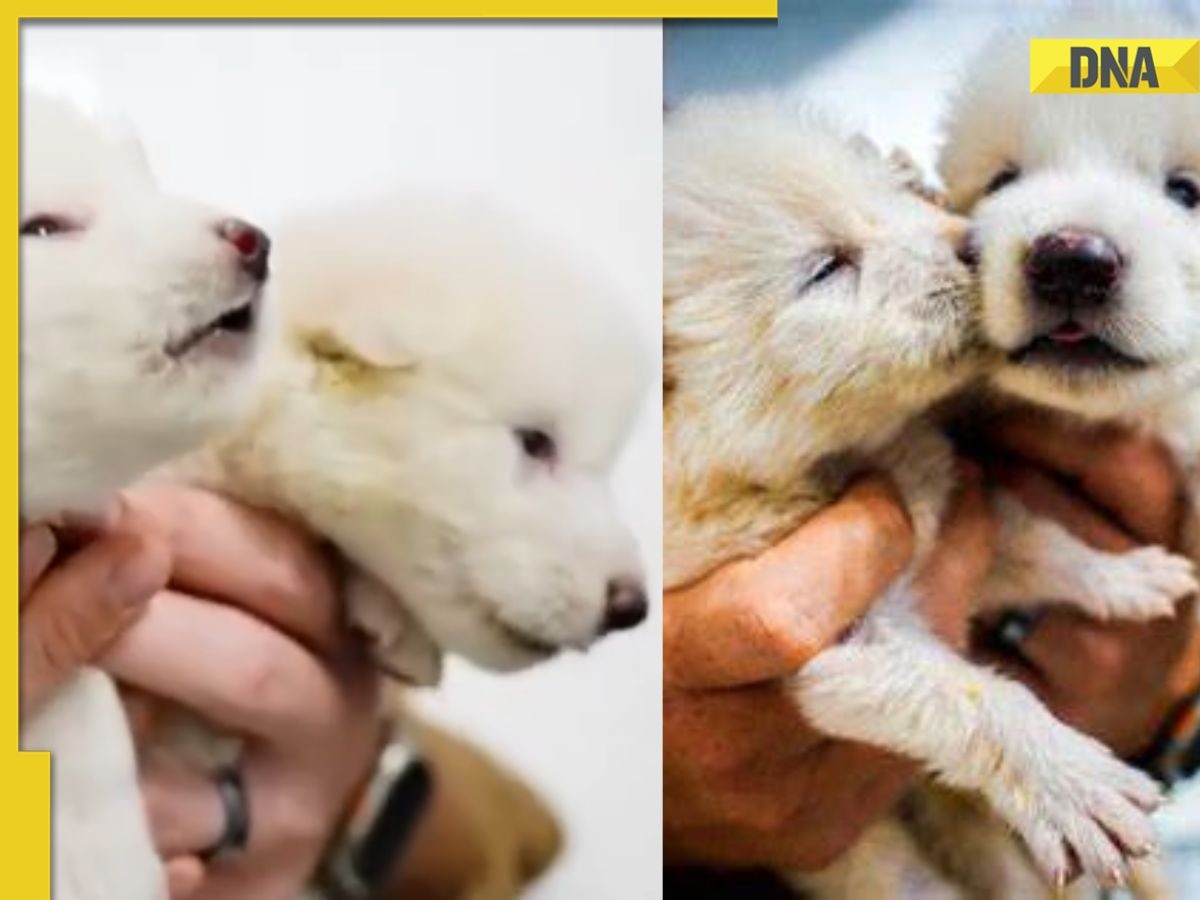 Is it Game of Thrones again? Dire wolves back to life after 10,000 years?