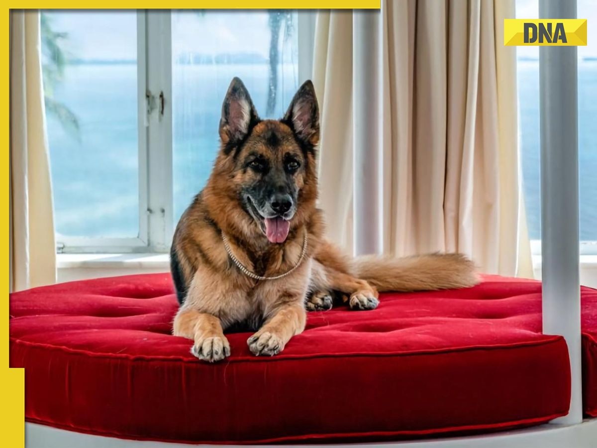 World’s richest dog, who travels the world, 27 employees work for him ...
