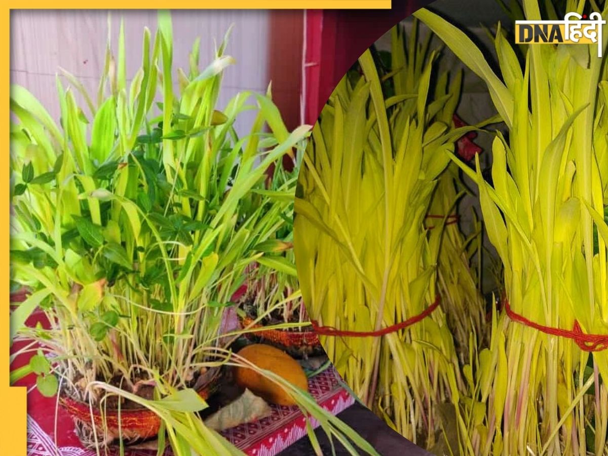 Happy Harela Wishes In Hindi: प्रियजनों को यहां से भेजें हरेला पर्व की हार्दिक शुभकामनाएं, जानें ...