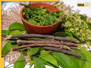 Benefits of Datun: सिर्फ दांतों की सफाई ही नहीं, ओरल हेल्थ से लेकर पेट ...