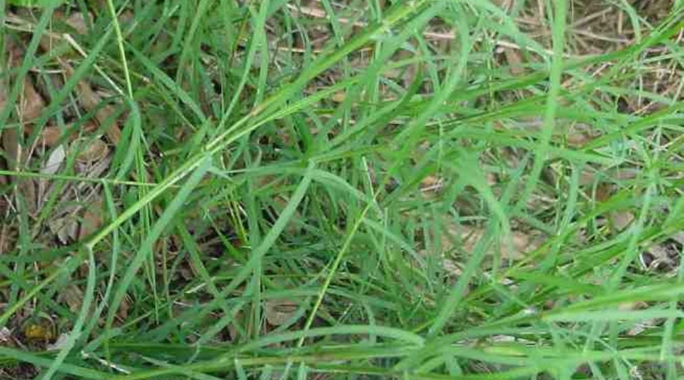 Durba Grass in Puja: दूब के बगैर इस भगवान की पूजा है अधूरी, जानिए इसके ...