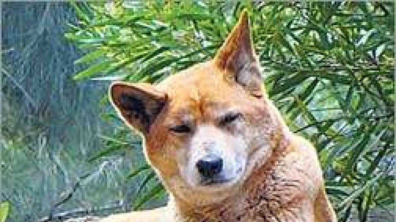 The benefits of Dingo urine