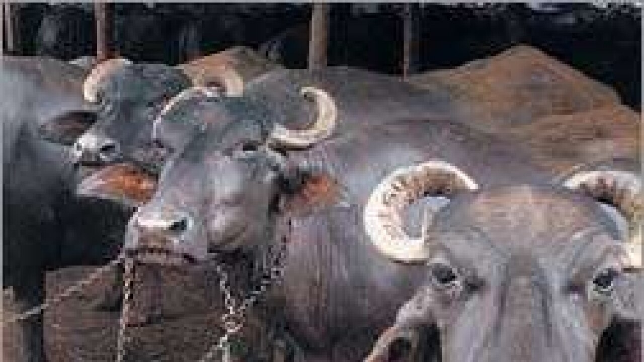 Buffaloes and goats live to die another day