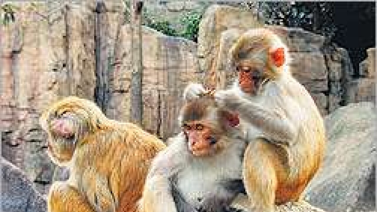 Language skills came early to primates