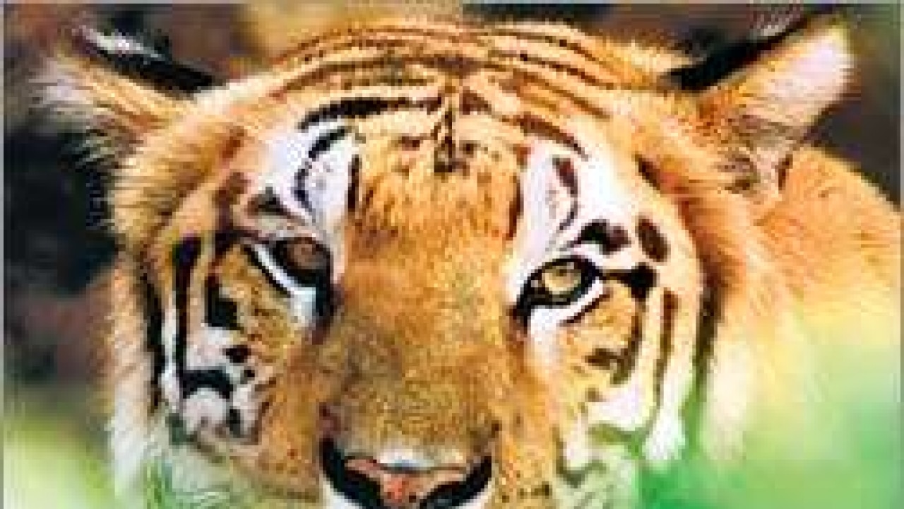 Can $10mn save the tiger?
