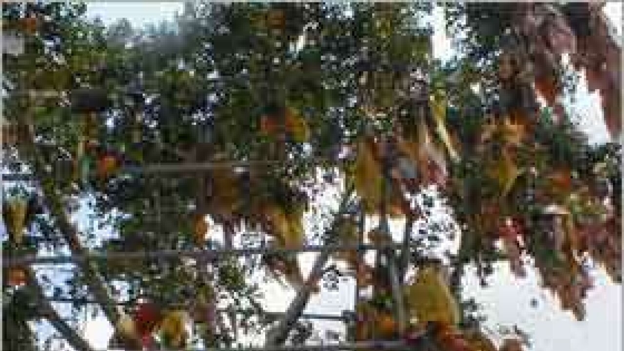 Hong Kong's wishing trees run out of luck