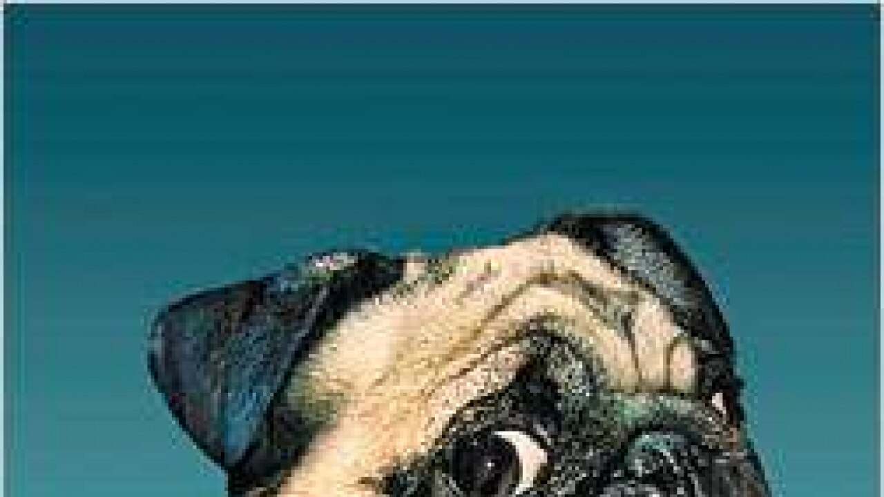 Hutch's pug to follow Vodafone network